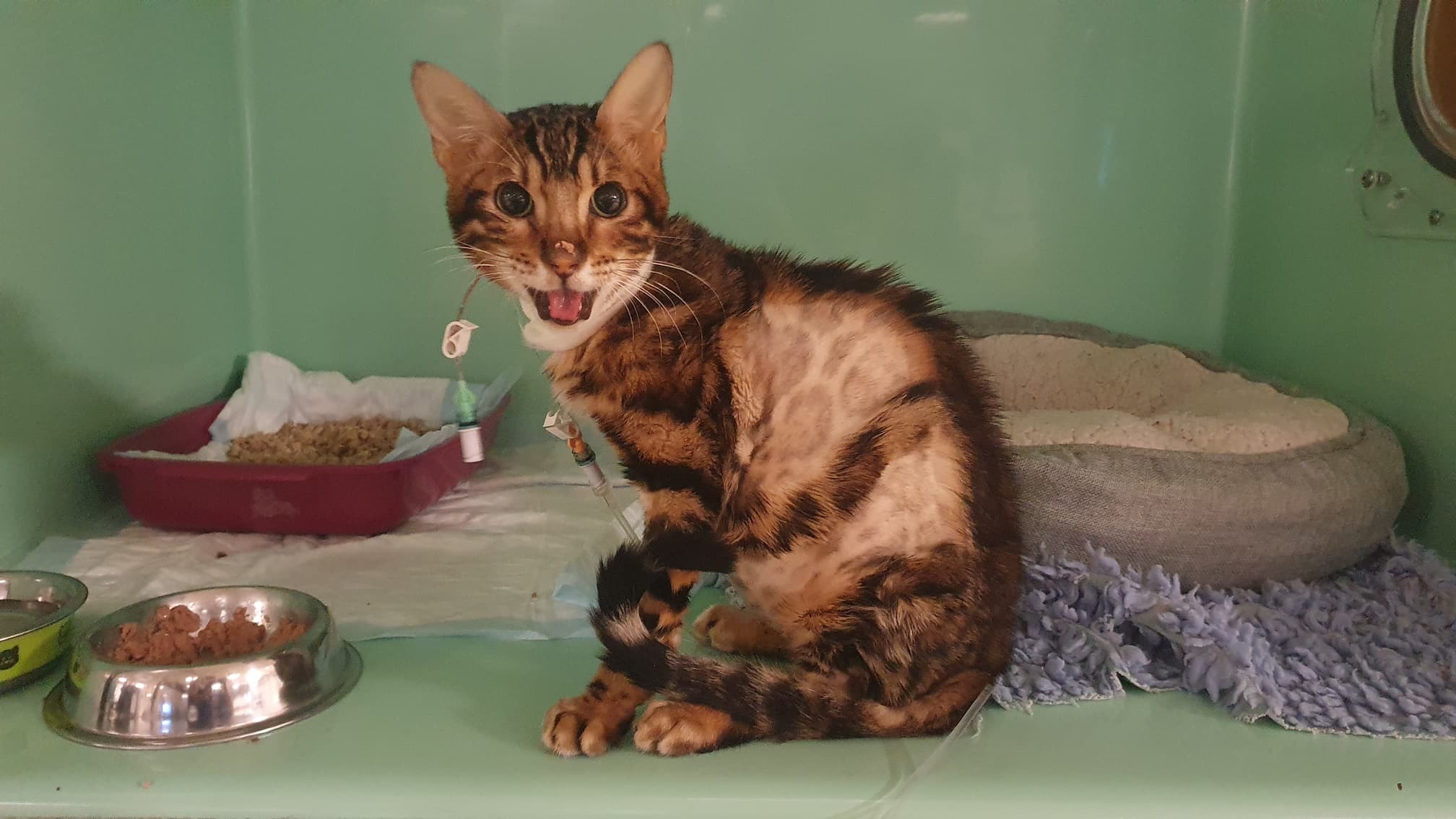 Ajudar gatos com peritonite infeciosa felina | PPL