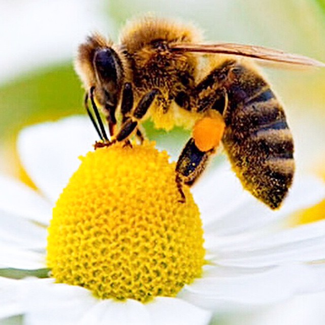 BeeHive - saving the bees is preserving the future | PPL