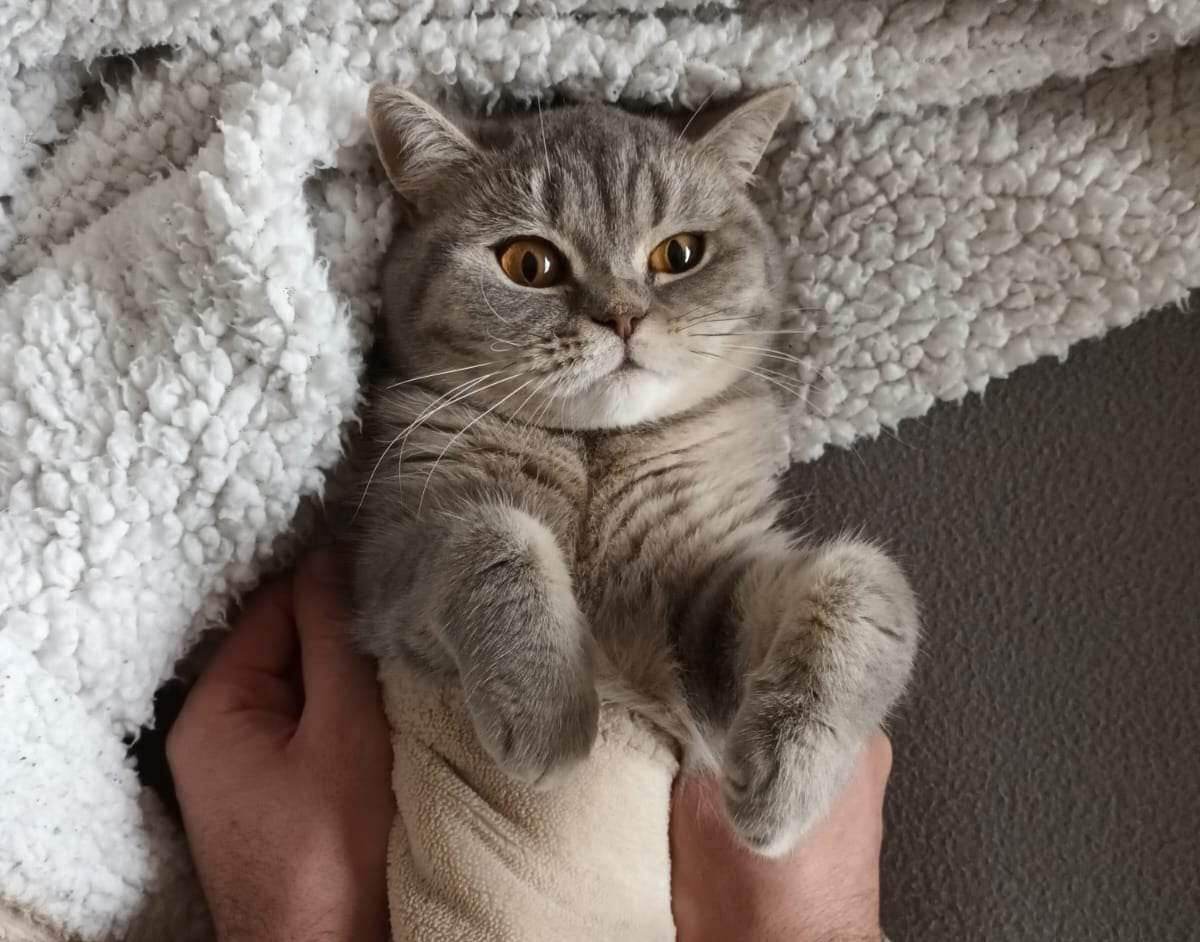 Molly contra a PIF - precisa de ajuda no tratamento / Molly needs your ...