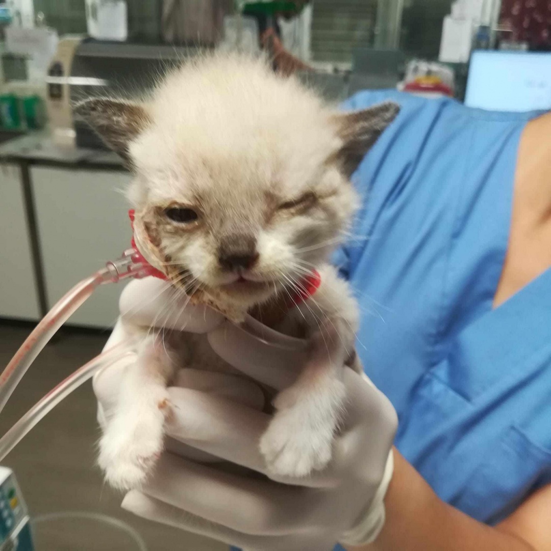 Apoio às dívidas da Patinhas sem Lar | PPL