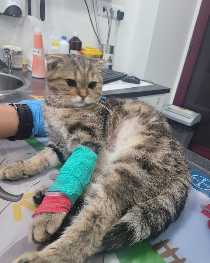 One year old Atlas kitten who has FIP (deadly disease). | PPL