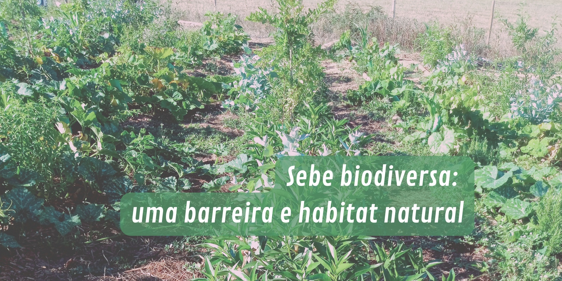 Participa na plantação de uma sebe Biodiversa | PPL