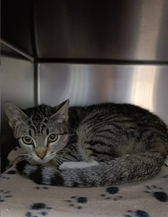 O Raul precisa URGENTEMENTE de nós! | PPL