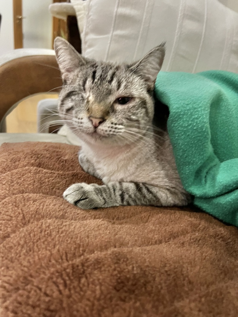 Gatinha ROXY com PIF quer continuar a viver! | PPL