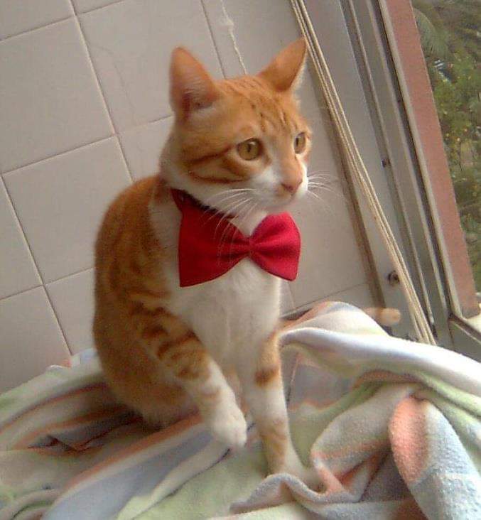 Ajuda para o Micas | PPL