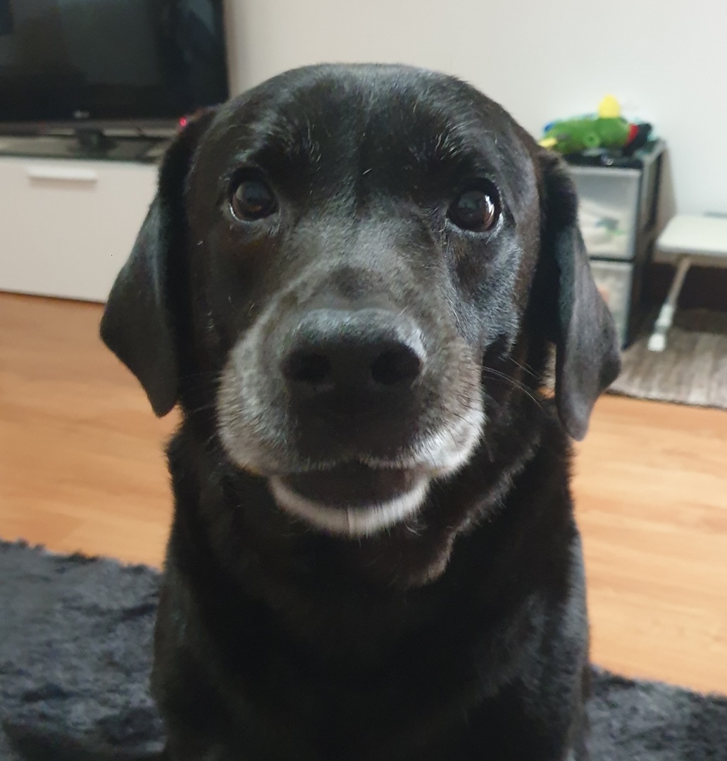 BLAKE O CÃO CORAGEM | PPL