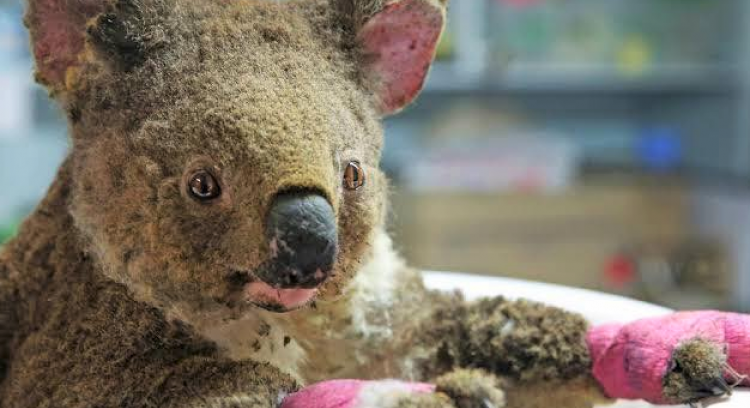 Vamos ajudar a Austrália? | PPL