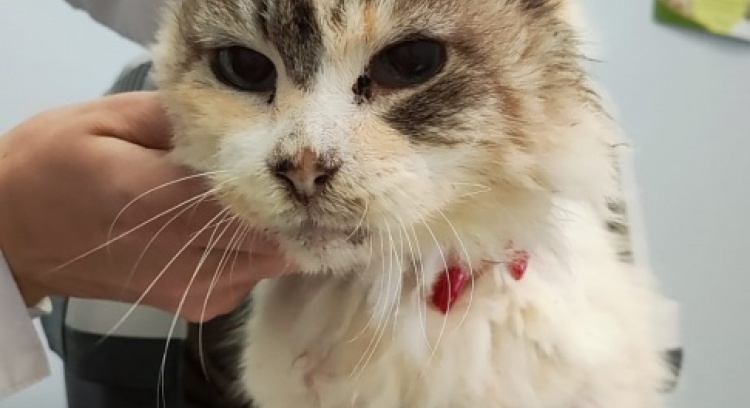 Ajuda aos patudos hospitalizados da Patinhas sem Lar | PPL