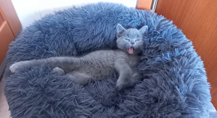 Sami- Acreditar sempre- Não ao PIF! | PPL