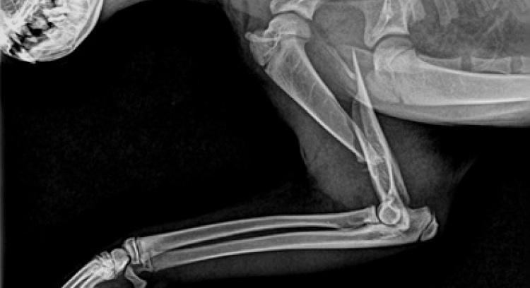 O Raul precisa URGENTEMENTE de nós! | PPL