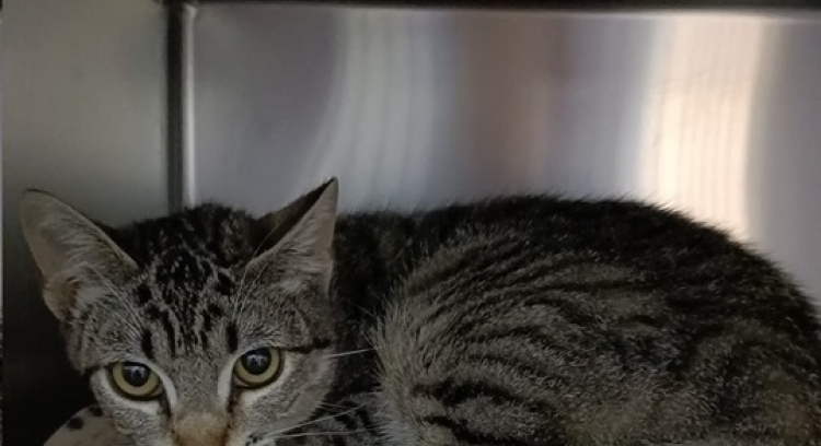 O Raul precisa URGENTEMENTE de nós! | PPL