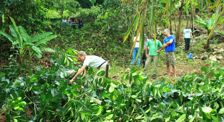 Syntropic Agriculture: transforming the future of agriculture | PPL