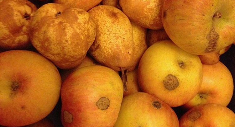 Fruta Feia | PPL