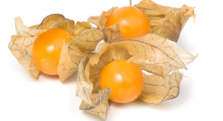 Project physalis | PPL