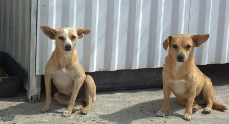 Apoio à Associação Canil e Gatil "Os Rafeiritos do Alentejo" | PPL