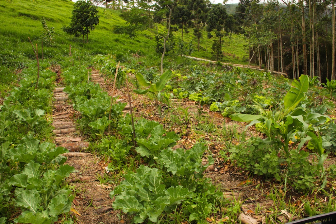 Syntropic Agriculture: transforming the future of agriculture | PPL